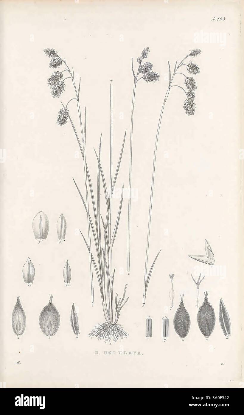 Illustrations, of, the, genus, Carex, London, William, Pamplin, 1858 ...