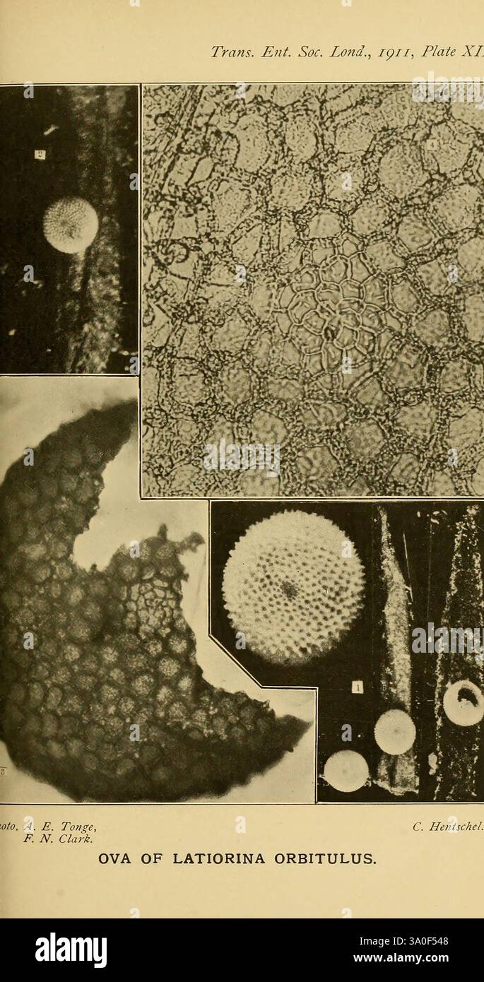 Representing various insect structures hi-res stock photography and ...