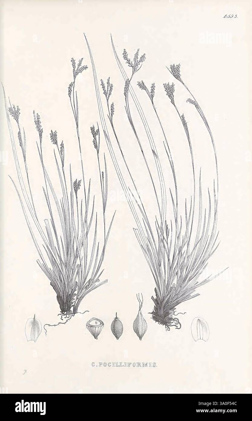 Illustrations of the genus Carex London William Pamplin 1858-1867 carex ...