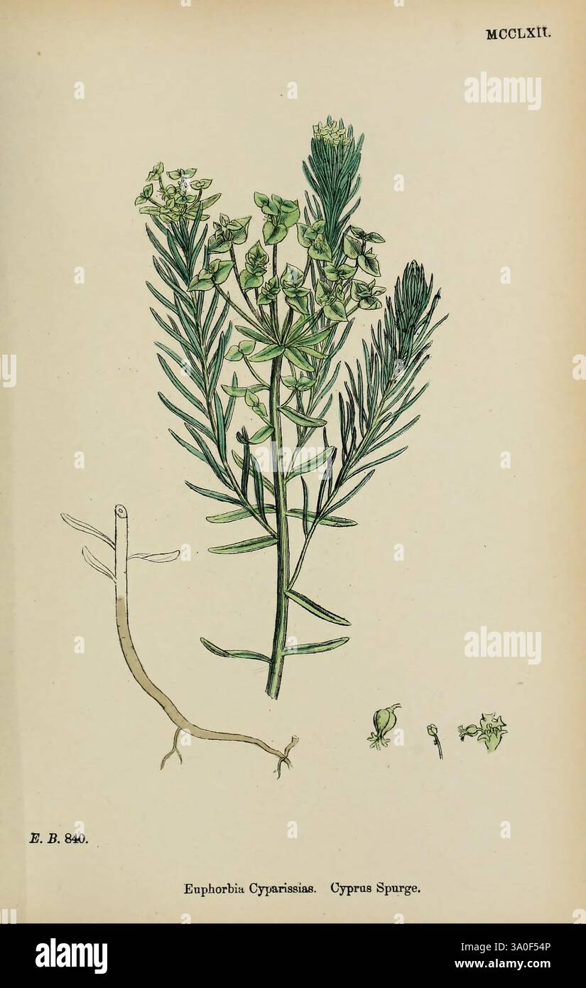 English, botany, Great Britain, pictorial works, plants, A botanical ...