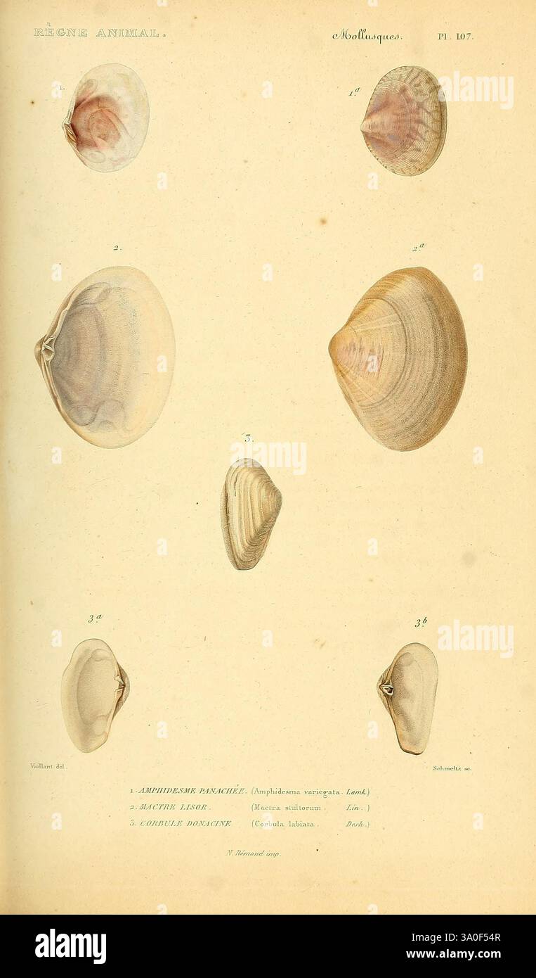 Les mollusques, Paris, 1836-1845, classification, mollusks, pictorial ...