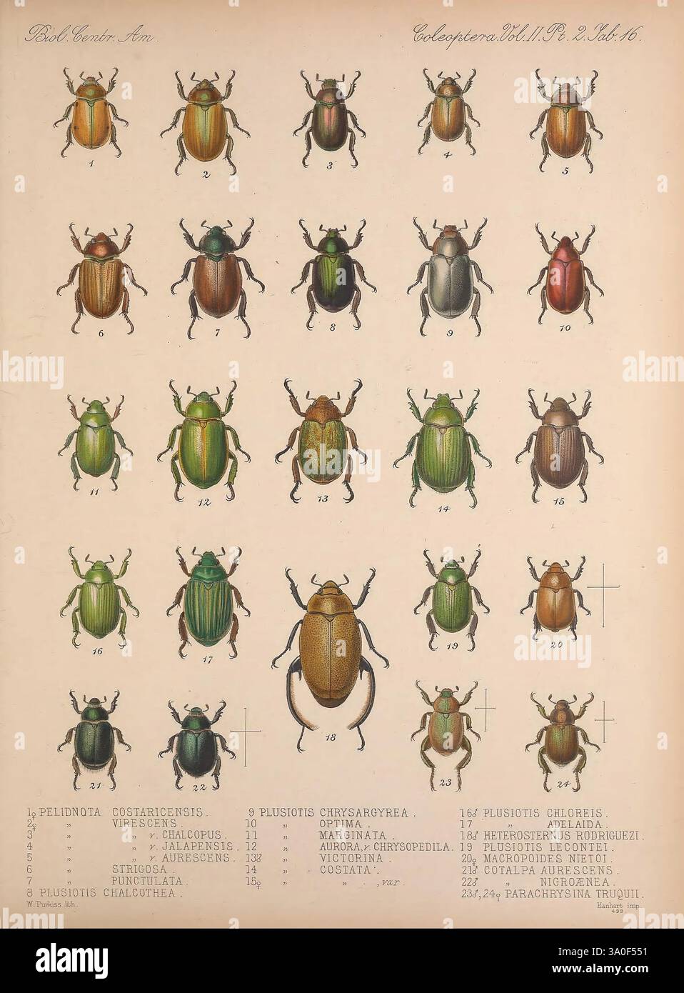 Biologia Centrali-Americana London, 1879-1915, archaeology, botany ...