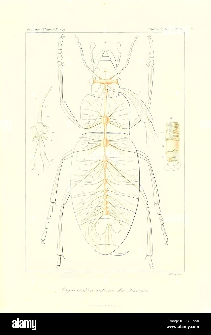 Genera des coléoptères d'Europe, Paris, Chez A. Deyrolle, 1857-1868 ...