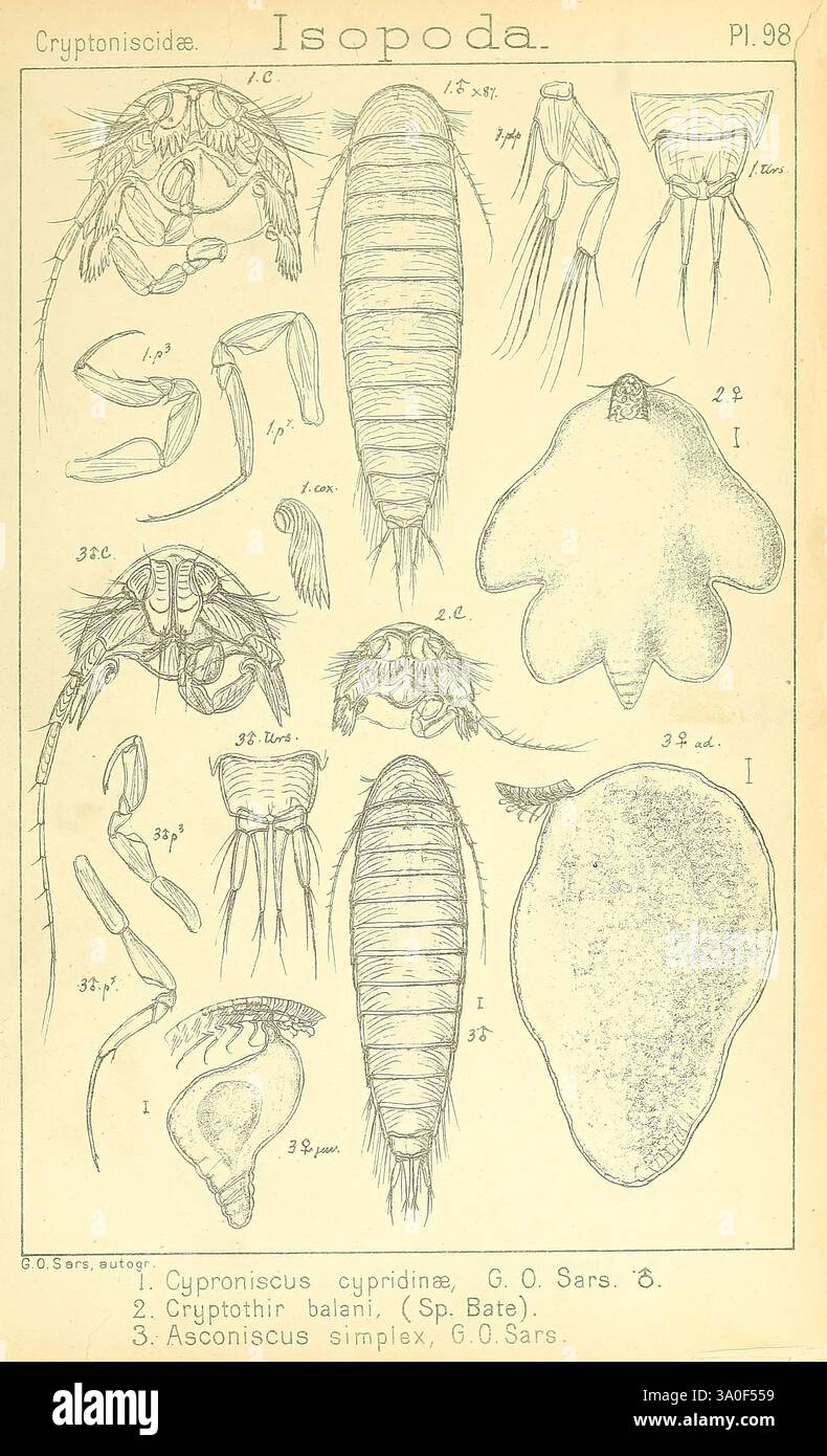 Includes labeled diagrams of different isopods hi-res stock photography ...