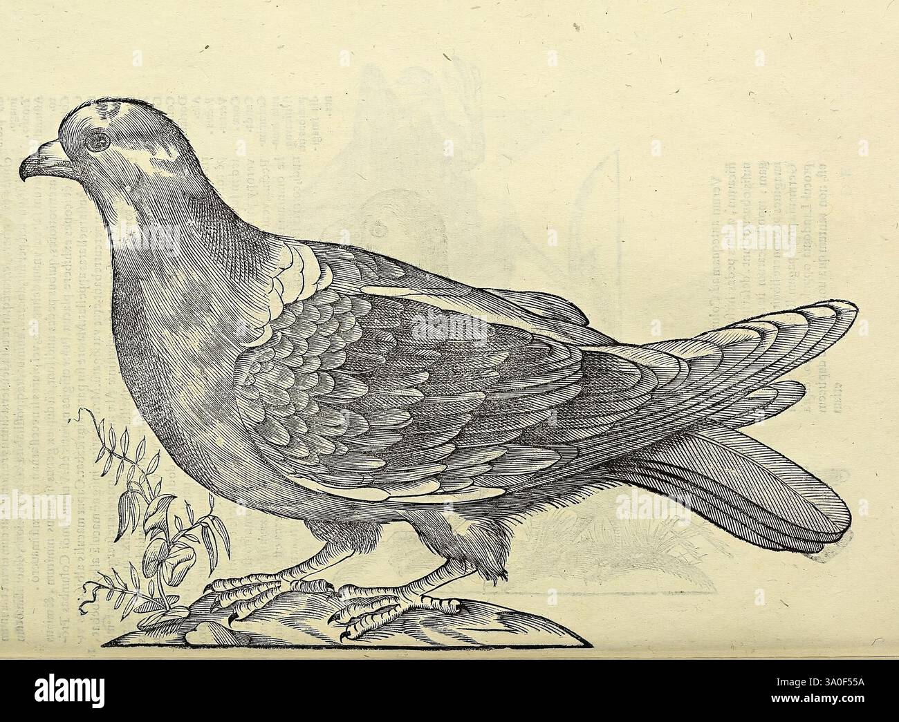 Vlyssis Aldrovandi philosophi ac medici Bononiensis historiam naturalem ...