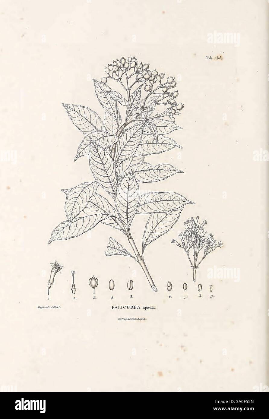 Different stages of bud formation hi-res stock photography and images ...