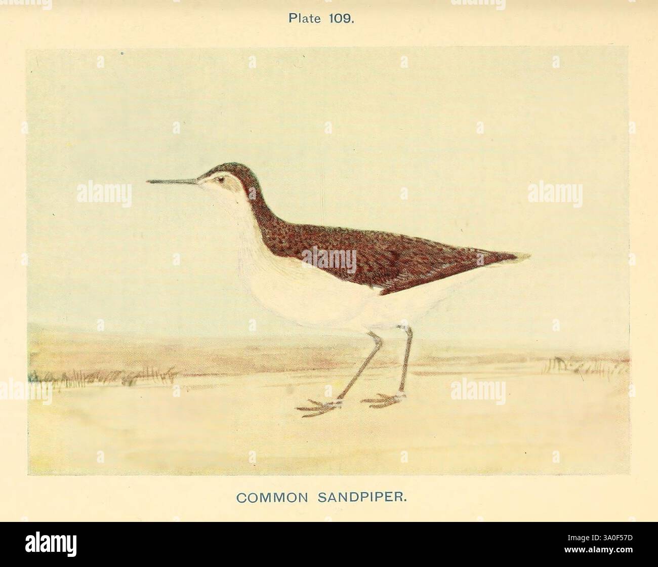 British birds & their eggs, London, W. & R. Chambers, 1909, birds ...