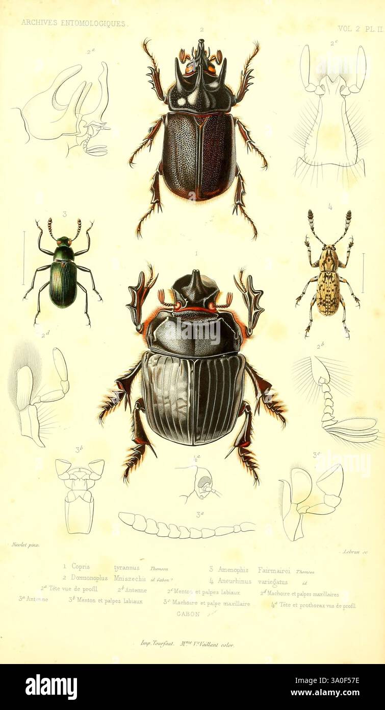 The illustration features a detailed study of various beetles ...