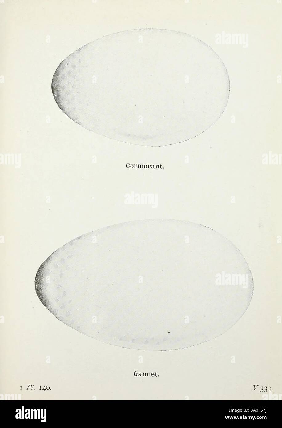 Illustration features two distinct egg shapes labeled hi-res stock ...