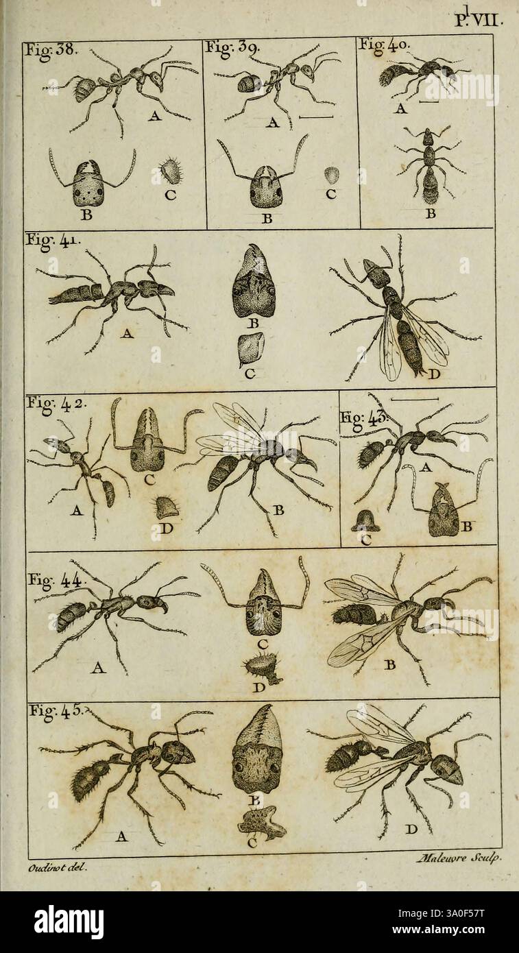 Histoire naturelle des fourmis, Paris, T. Barrois, père, 1802. bees ...