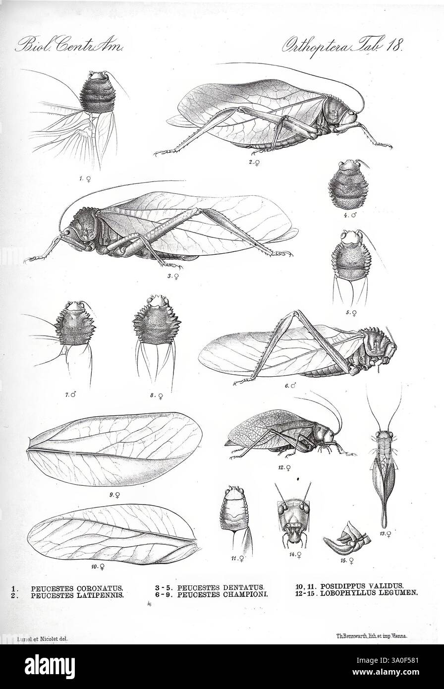 Series of detailed entomological drawings hi-res stock photography and ...