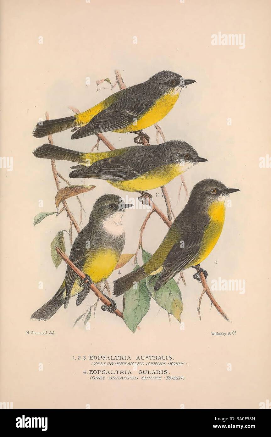 Detailed illustration of four different species of birds hi-res stock ...