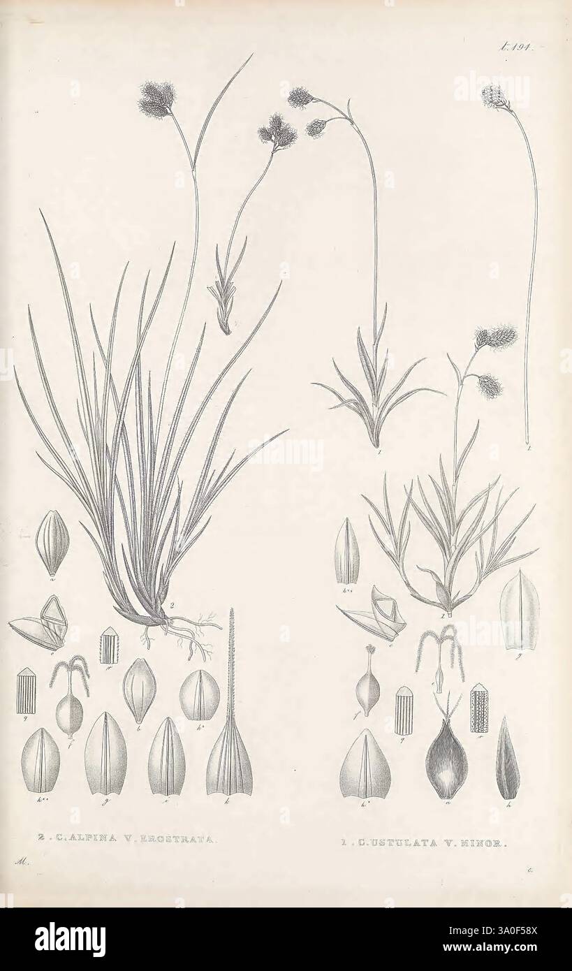 Two distinct species of grasses hi-res stock photography and images - Alamy