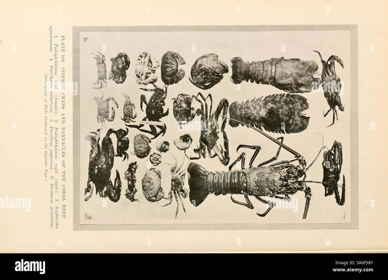 Natural history of Hawaii, Honolulu, Hawaii, Printed for the author by ...