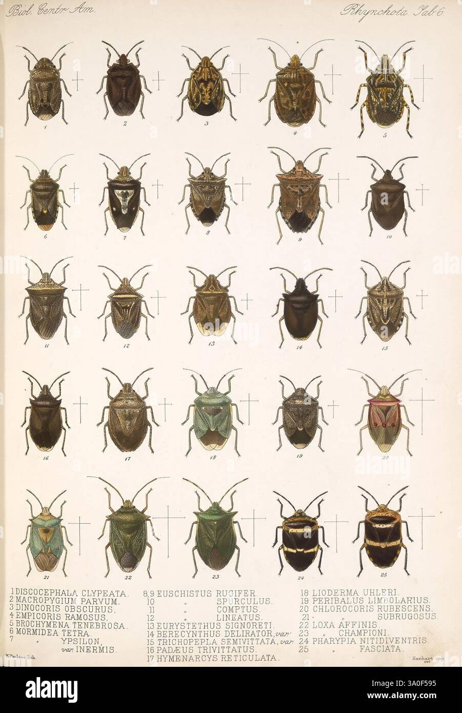 Highlighting differences in color patterns hi-res stock photography and ...