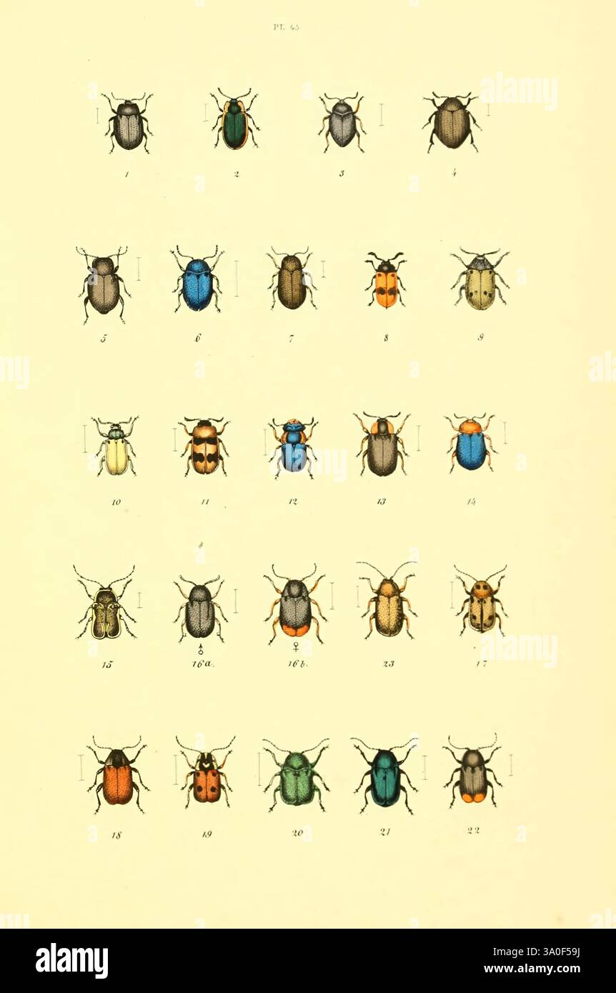 Musée entomologique illustré t.1 Paris, Rothschild, 1876-1878, beetles ...