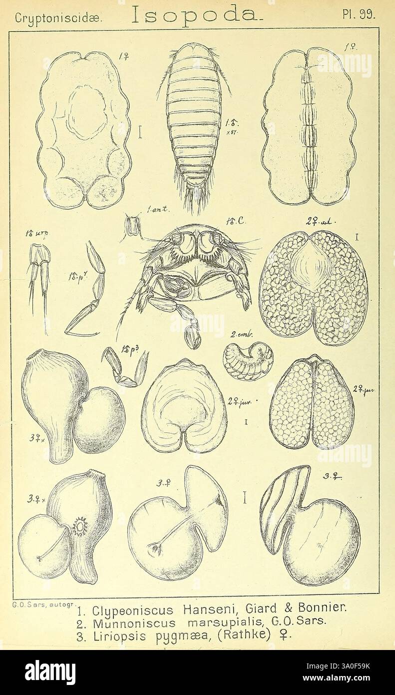 Labeled drawings of different anatomical features hi-res stock ...