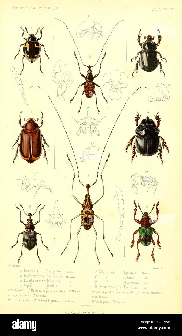 This illustration features a variety of beetle species, showcasing ...
