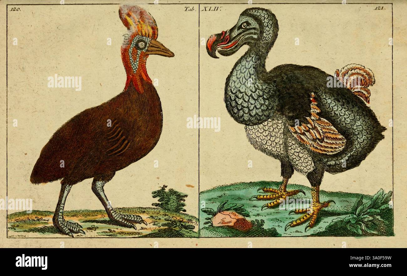 Dodos distinctive physical features hi-res stock photography and images ...