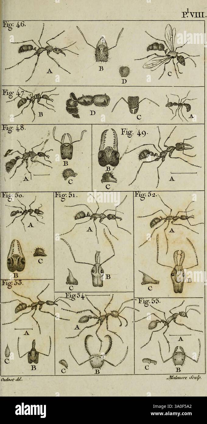 Histoire naturelle des fourmis, Paris, T. Barrois, père, 1802, bees ...