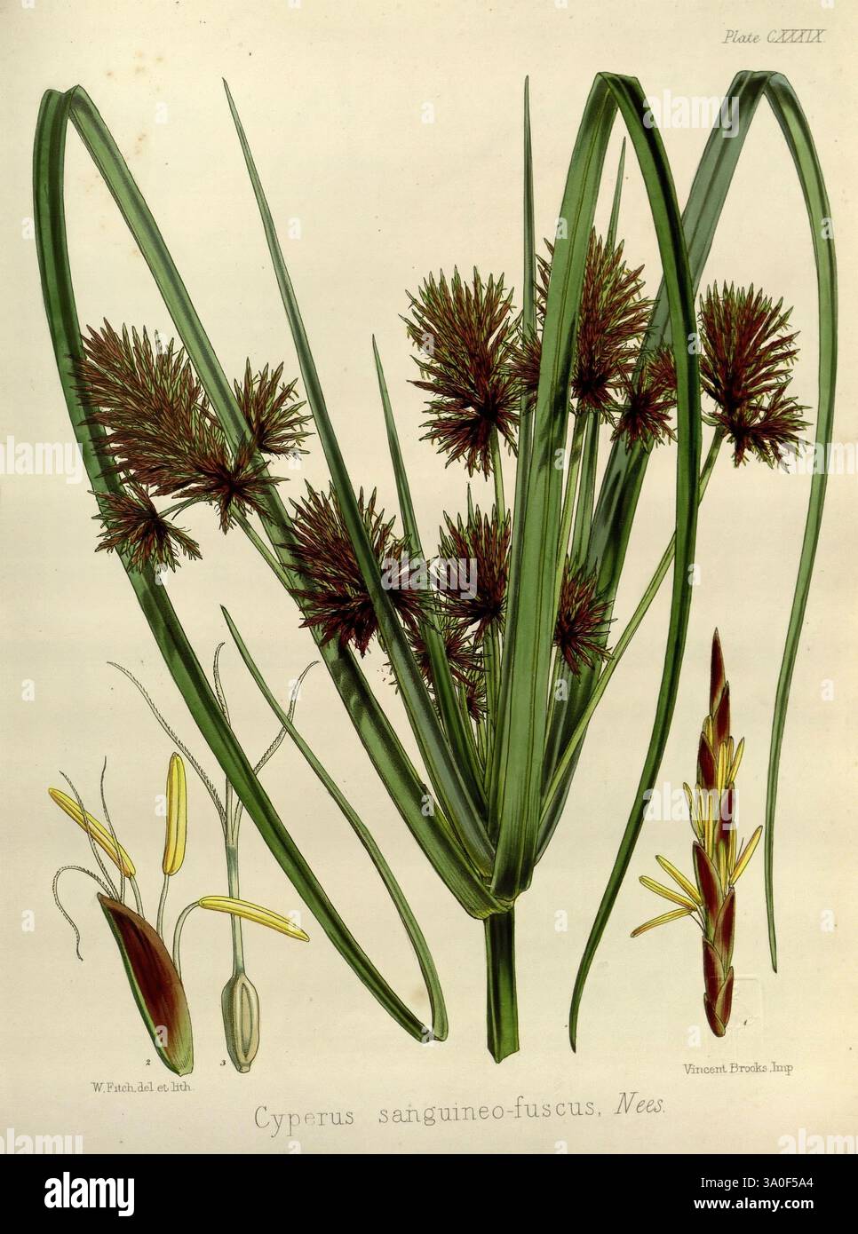 Cyperus sanguineofuscus hi-res stock photography and images - Alamy