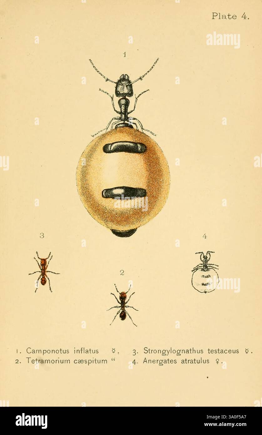 Ants, Bees, Wasps, New York, Appleton, 1897, Bees, Ants, Wasps, An ...