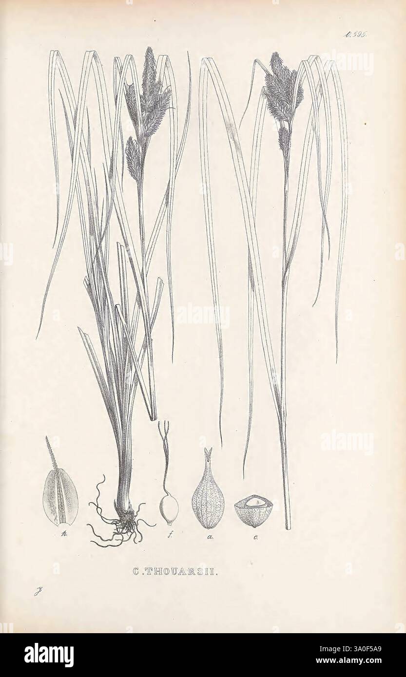Illustrations of the genus Carex London William Pamplin 1858-1867 Carex ...