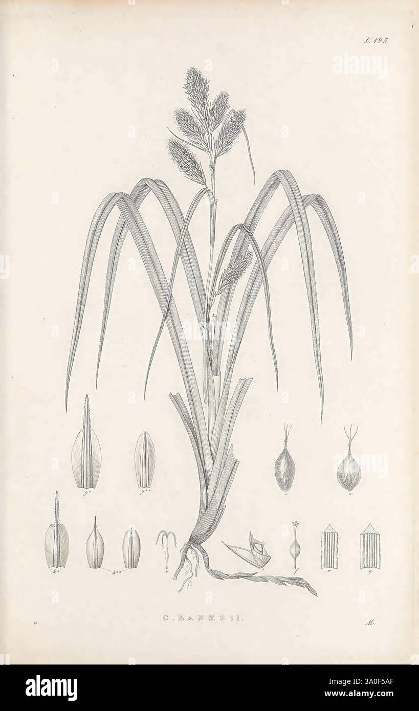 Illustrations of the genus Carex, London, William Pamplin, 1858-1867 ...