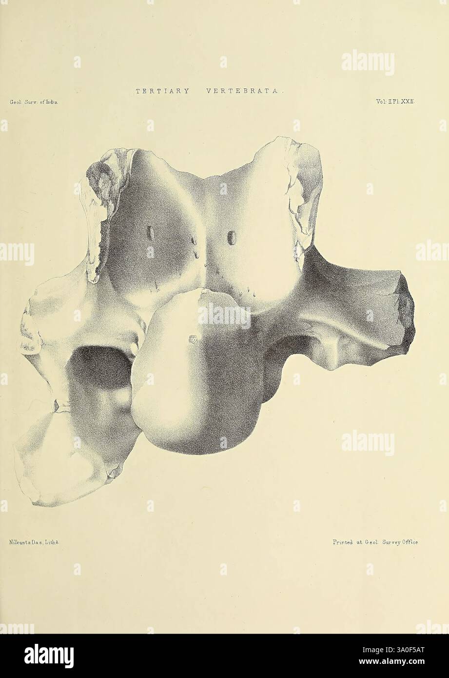 Indian, Tertiary, Tertiary, Vertebrata, Calcutta, Geological, Survey ...