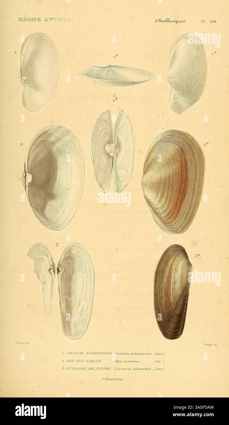 Les mollusques, Paris, 1836-1845, classification, mollusks, pictorial ...