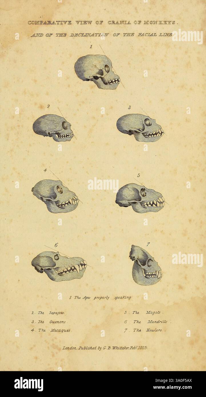 Gradual progression in cranial structure hi-res stock photography and ...