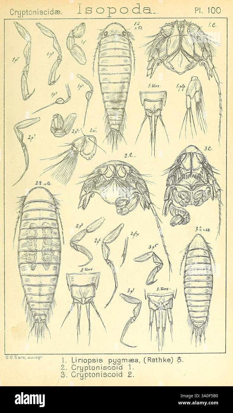 Broader classification of isopods hi-res stock photography and images ...