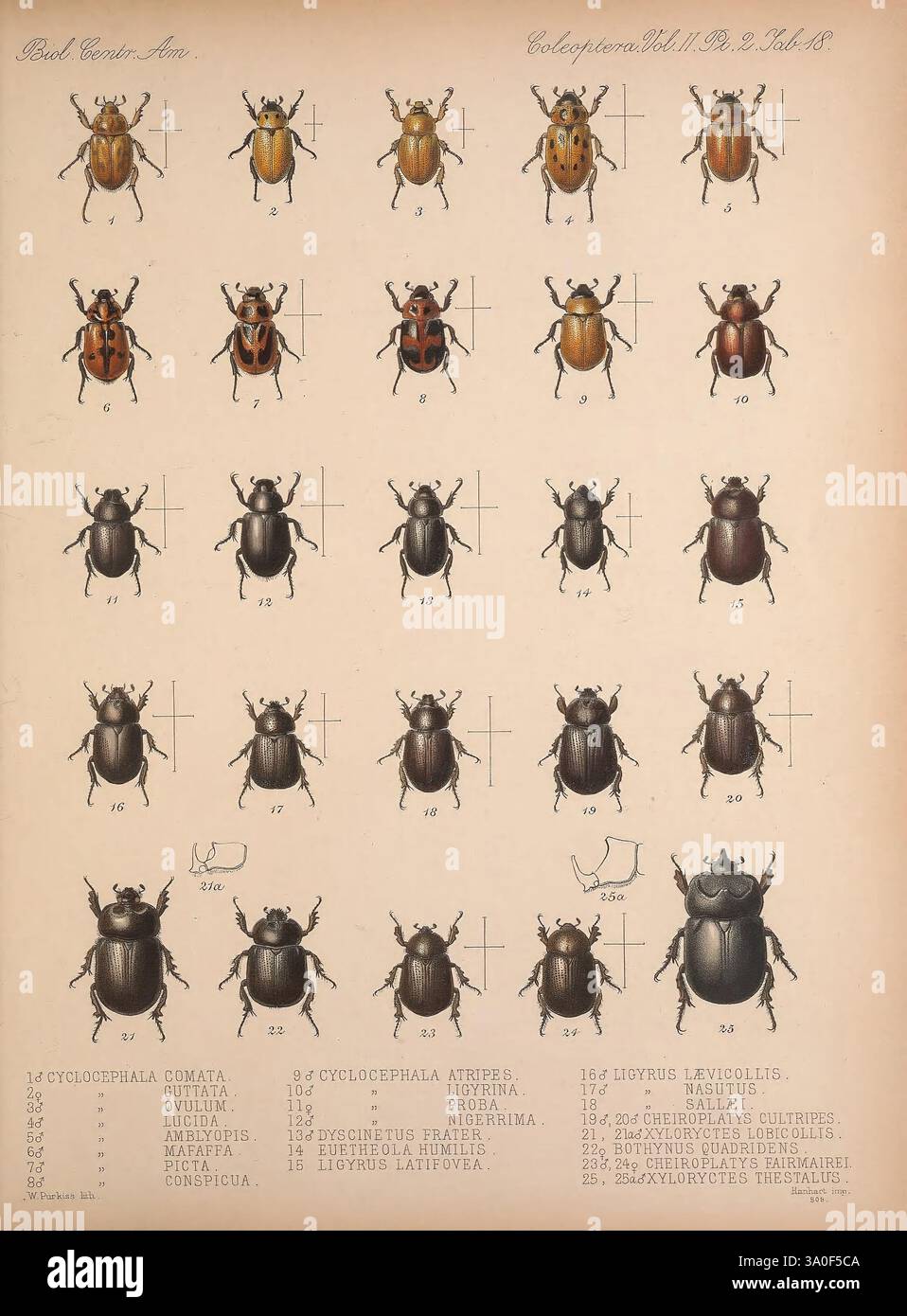 Beetles indicate hi-res stock photography and images - Alamy