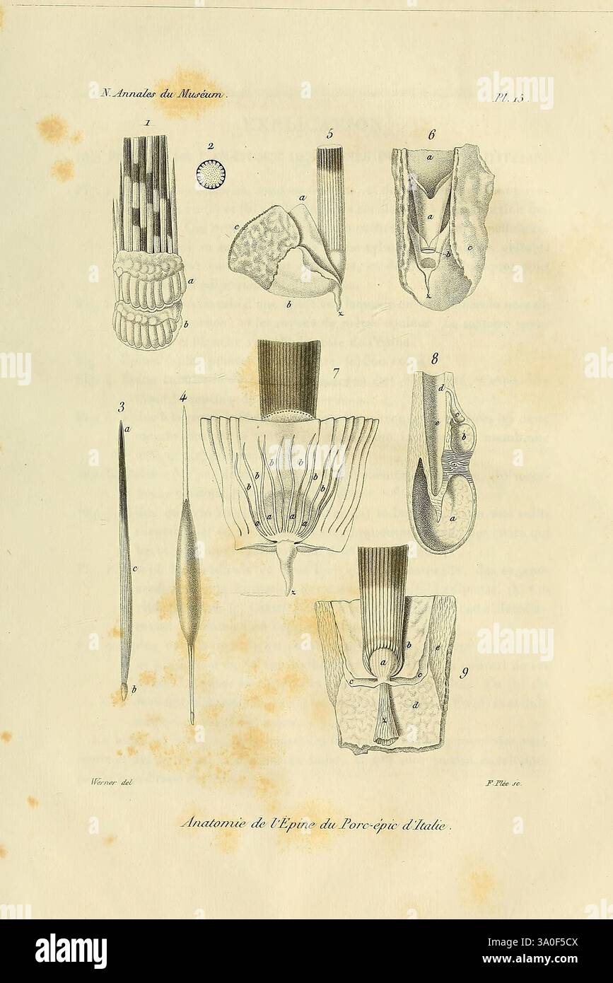 Nouvelles annales du Muséum d'histoire naturelle Paris Roret natural ...