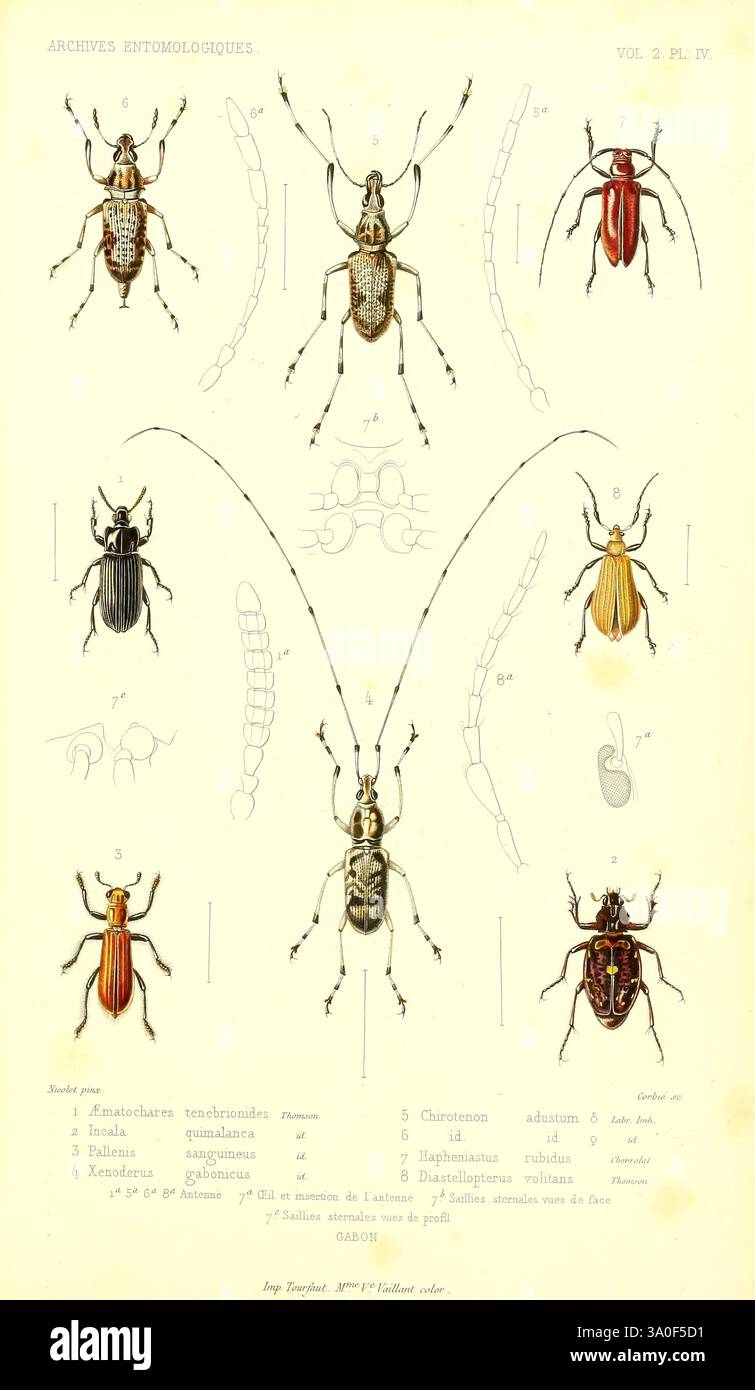 Bottom section highlights additional beetle species hi-res stock ...