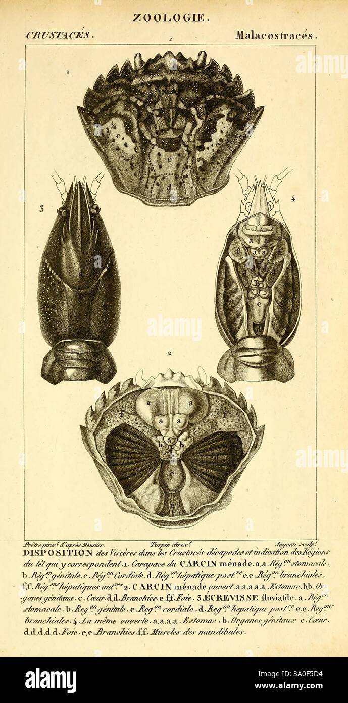 Considérations générales sur la classe des crustacés, Paris, F. G ...