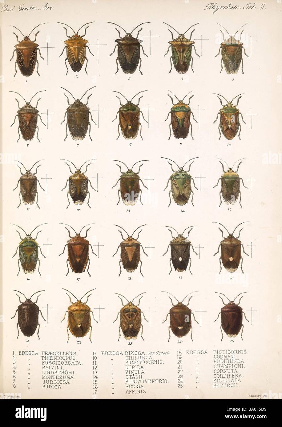 Biologia Centrali-Americana, London, 1879-1915. Archaeology, Botany ...