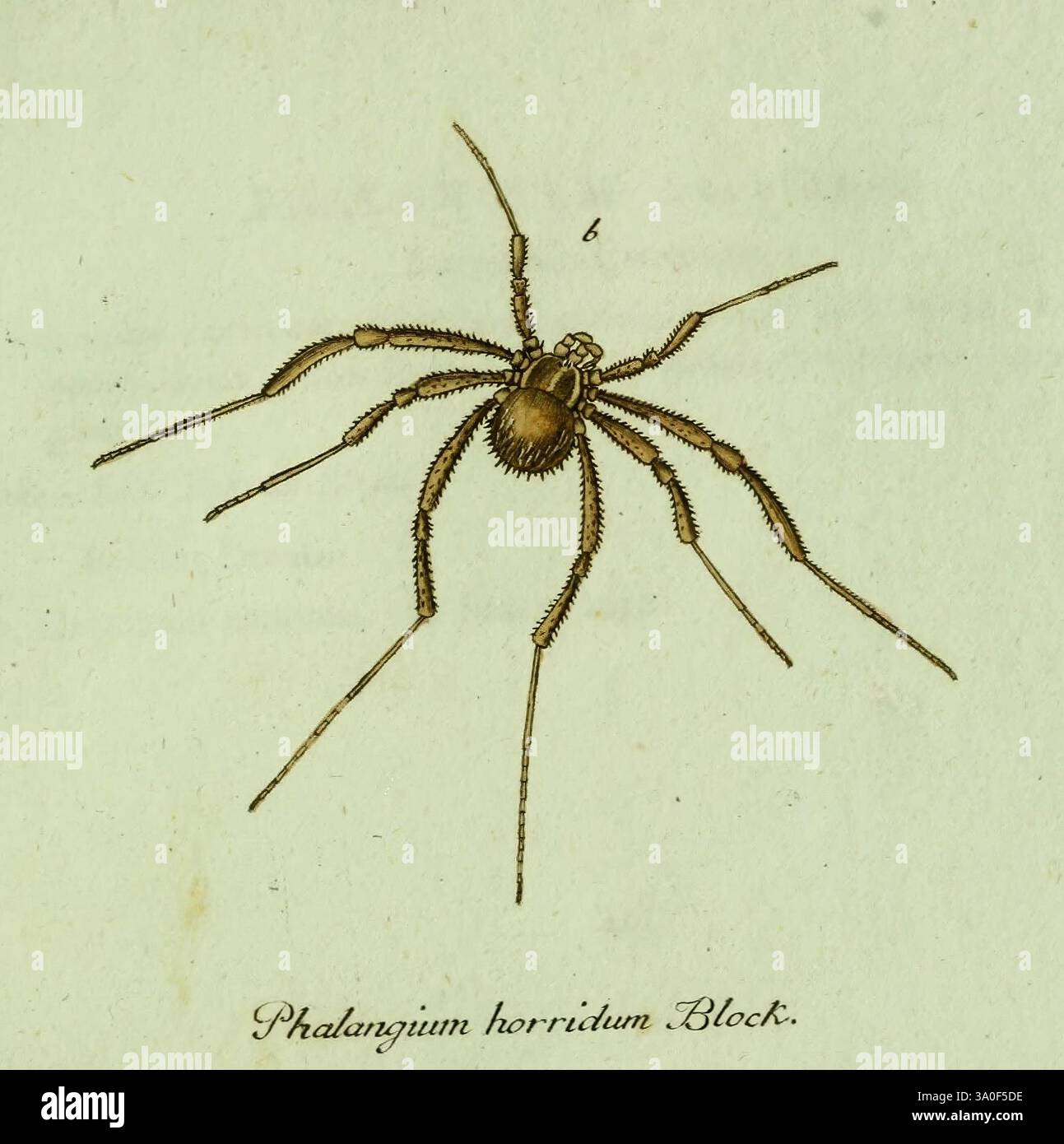 Fauna insectorvm Germanicae initia, oder, Deutschlands Insecten ...