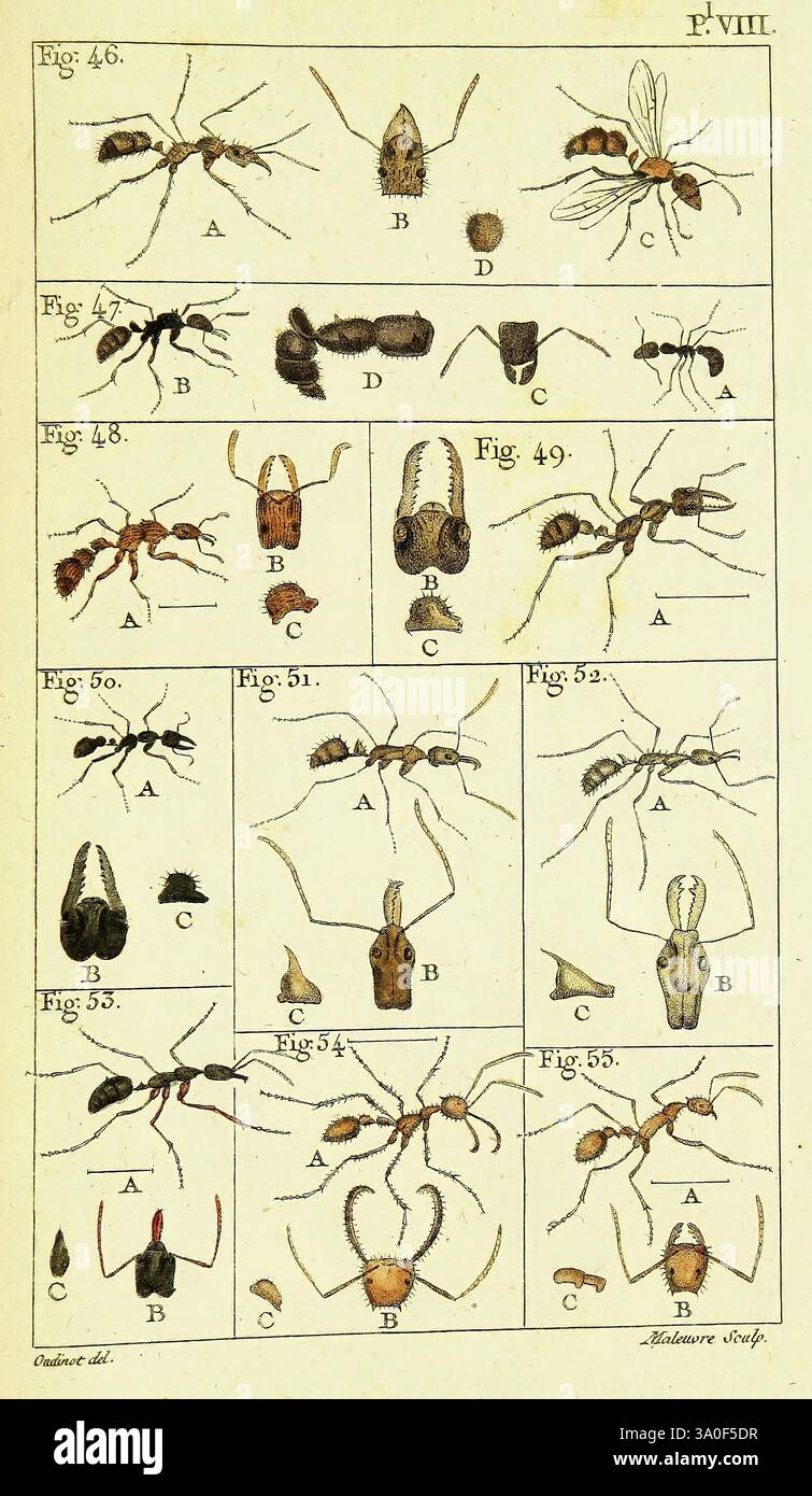 Arrangement showcases different anatomical features hi-res stock ...