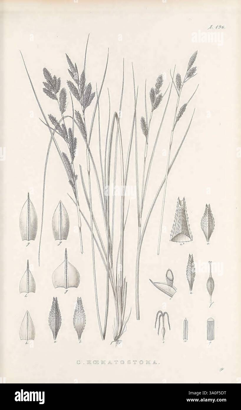 Illustrations of the genus Carex, London, William Pamplin, 1858-1867 ...