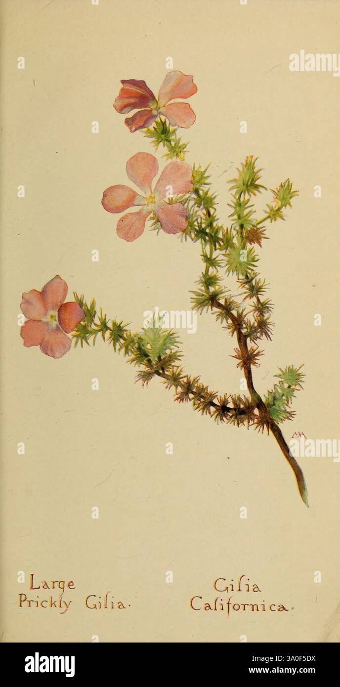 California gilia taxonomy hi-res stock photography and images - Alamy