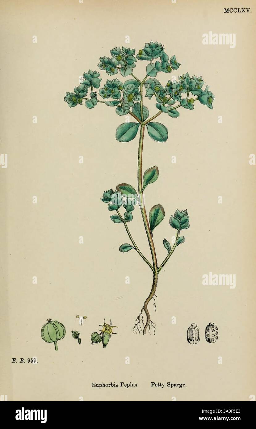 English, Botany, or Coloured, Figures, of, British, Plants, London, R ...