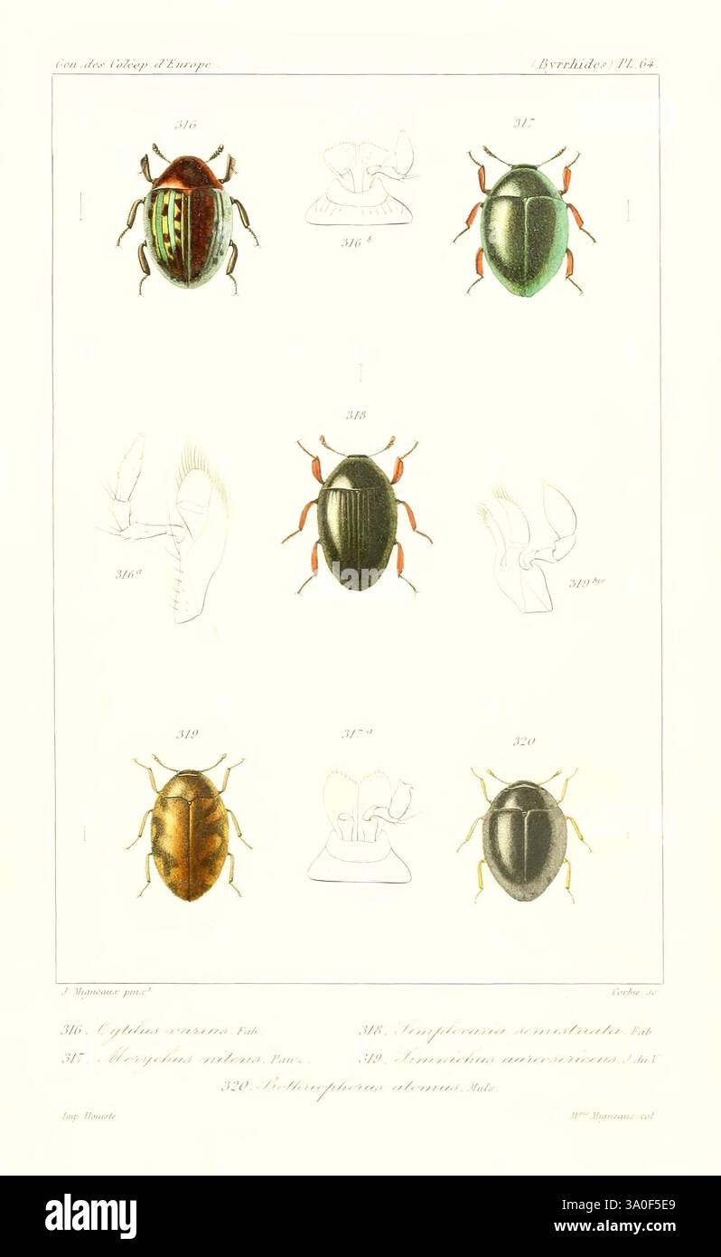 Second row presents four additional beetles hi-res stock photography ...