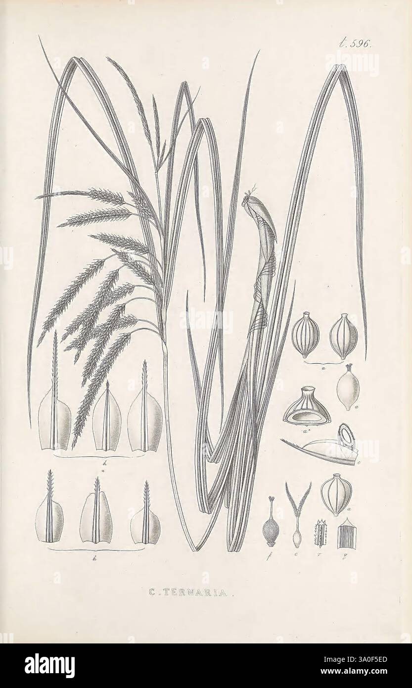 Illustrations of the genus Carex, London, William Pamplin, 1858-1867 ...