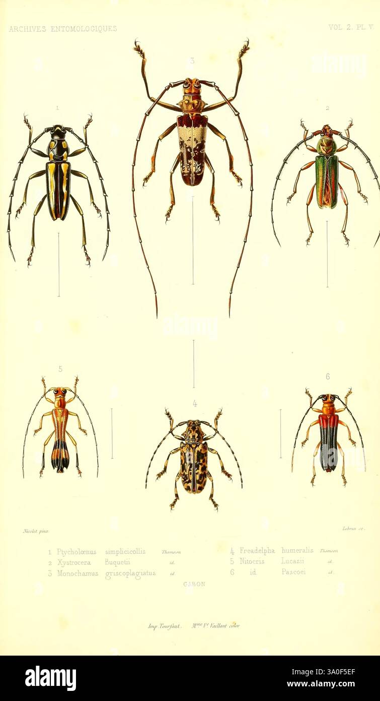 A collection of detailed illustrations depicting various species of ...