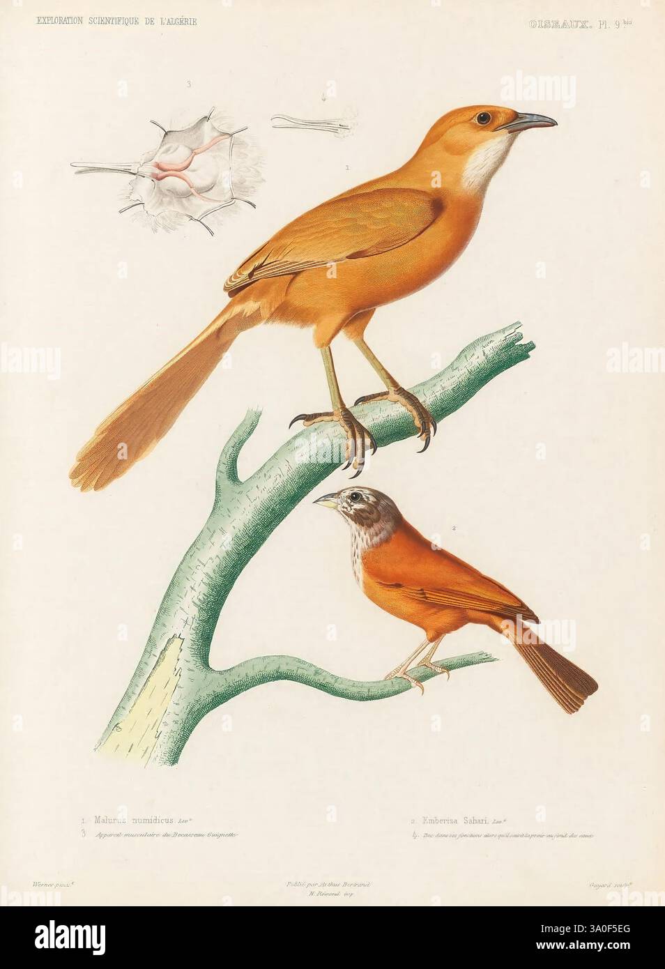 Mix of muted orange hi-res stock photography and images - Alamy