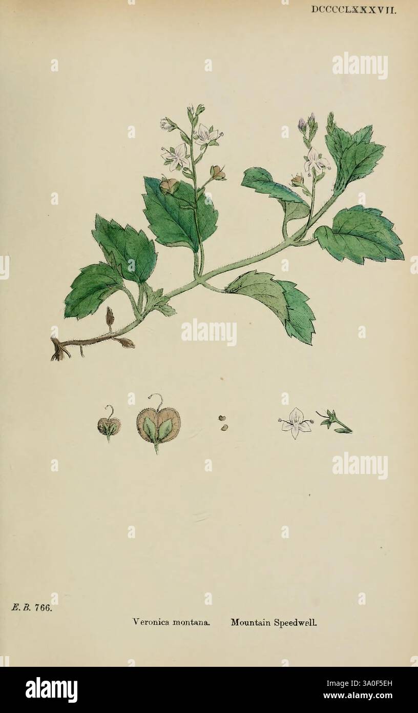 English Botany Coloured Figures of British Plants London R. Hardwicke ...