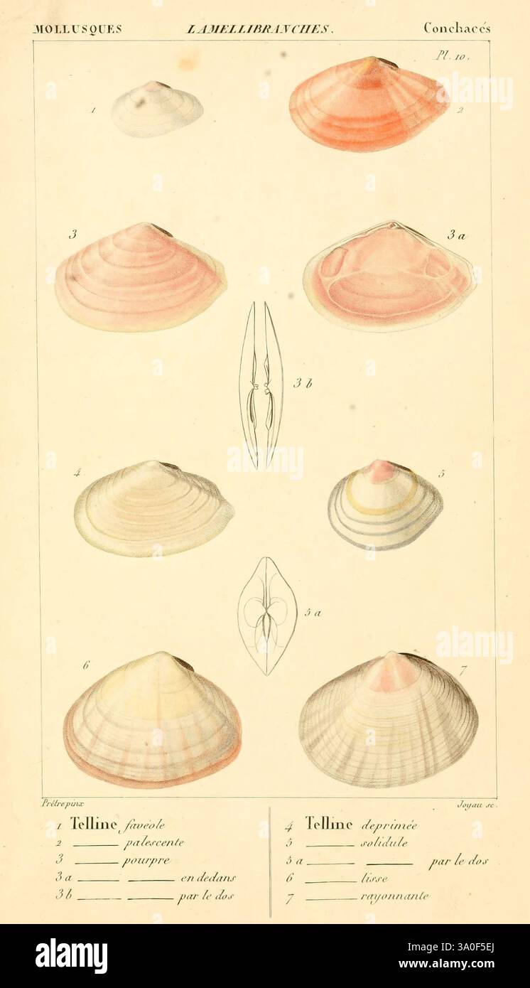 Malacozoaires, ou, Animaux, mollusques, A Paris, Chez F.-G. Levrault ...