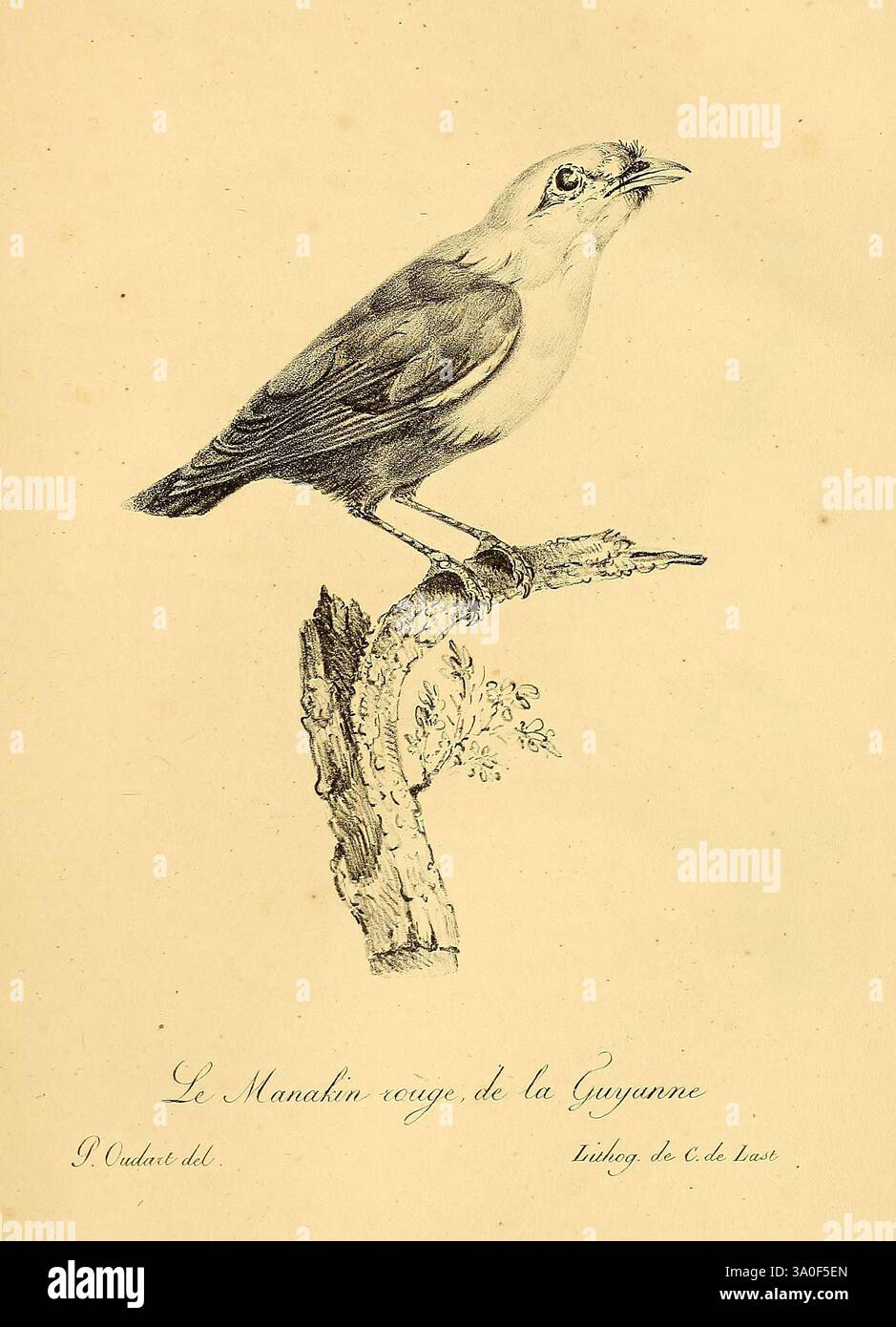 La galerie des oiseaux, Paris, Carpentier-Méricourt, 1834, birds ...