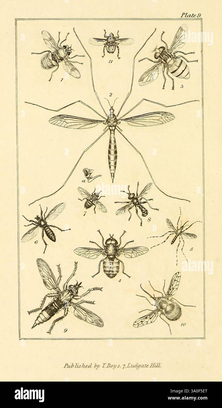 The entomologist's useful compendium, London, Printed for T. Boys, 1819 ...